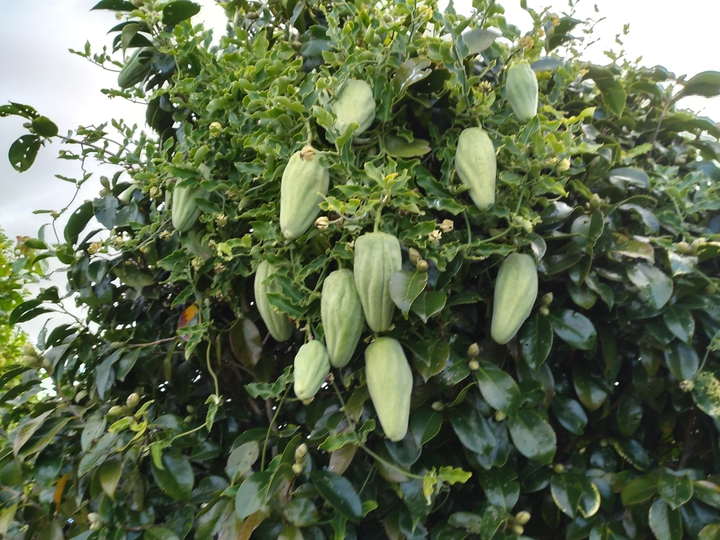 Moth Vine from Karaka, New Zealand on March 23, 2021 at 06:26 PM by ...