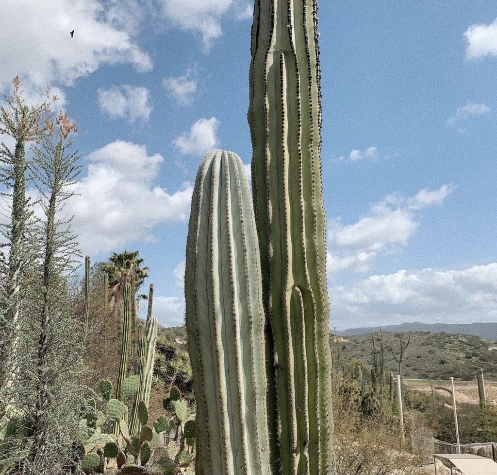 Mexican Giant Cactus from San Pasqual Valley, San Diego, California, EE ...