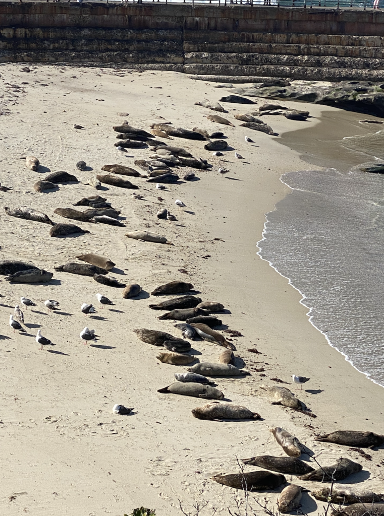 Pacific Harbor Seal from La Jolla, San Diego, CA, USA on March 22, 2021 ...