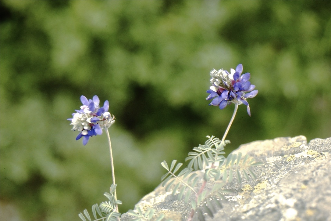 Dalea azurea (Phil.) Reiche