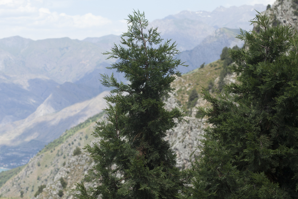 Pashtun juniper (Plants of the Hajar) · iNaturalist