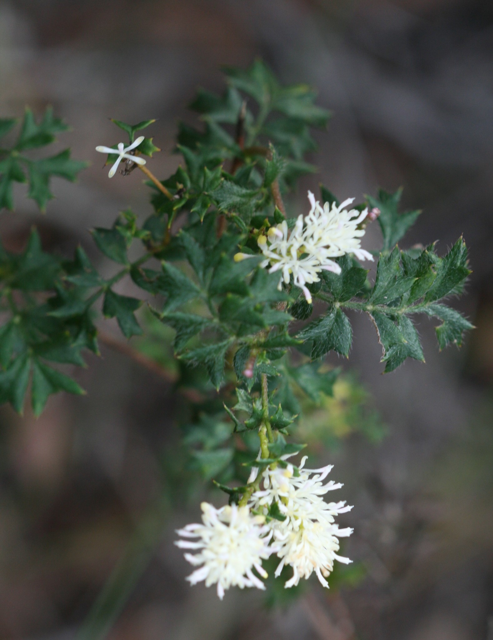 Grevillea pulchella (R.Br.) Meisn.