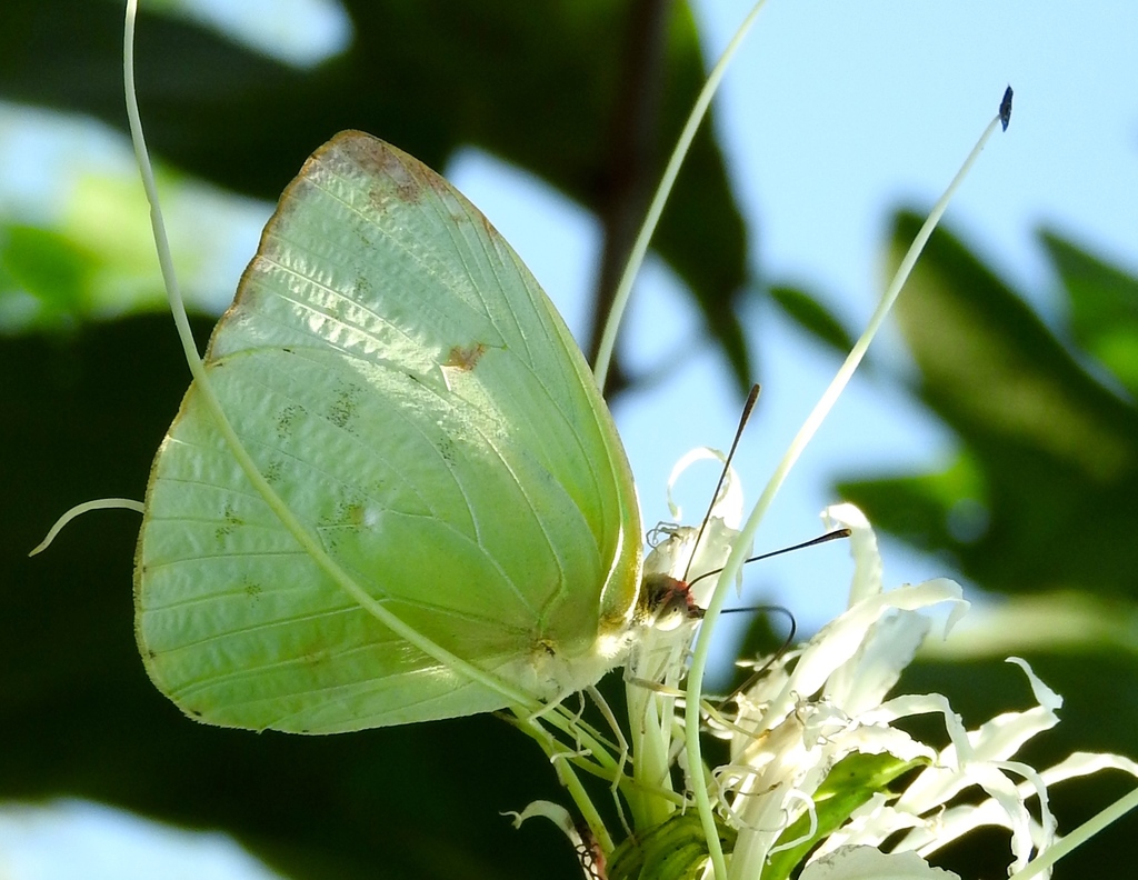 Aphrissa statira (Panamã Guaçu I) · iNaturalist