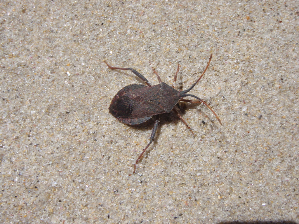 Amorbus rubiginosus from 2 Clements Pl, Jandakot WA 6164, Australia on ...