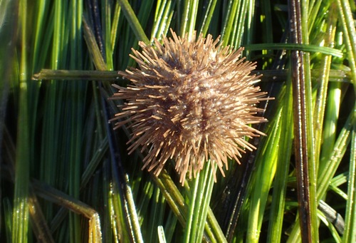 Erizo de mar bordado (Lytechinus pictus)