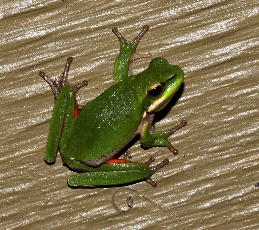 Eastern Dwarf Tree Frog in October 2018 by juliegraham173 · iNaturalist