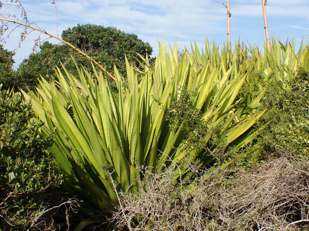Mauritius hemp from Eden, Western Cape, South Africa on March 9, 2021 ...