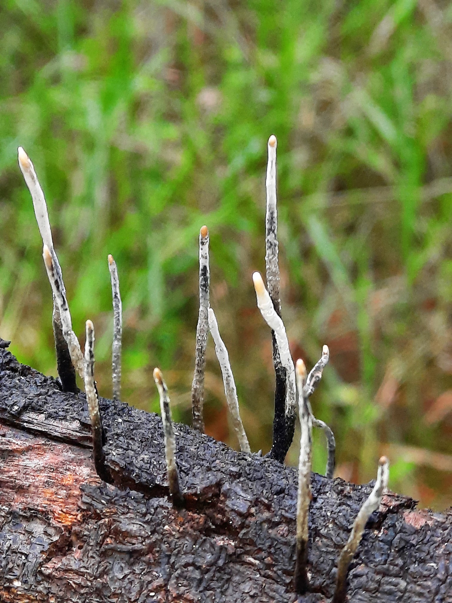 Xylaria filiformis (Alb. & Schwein.) Fr.