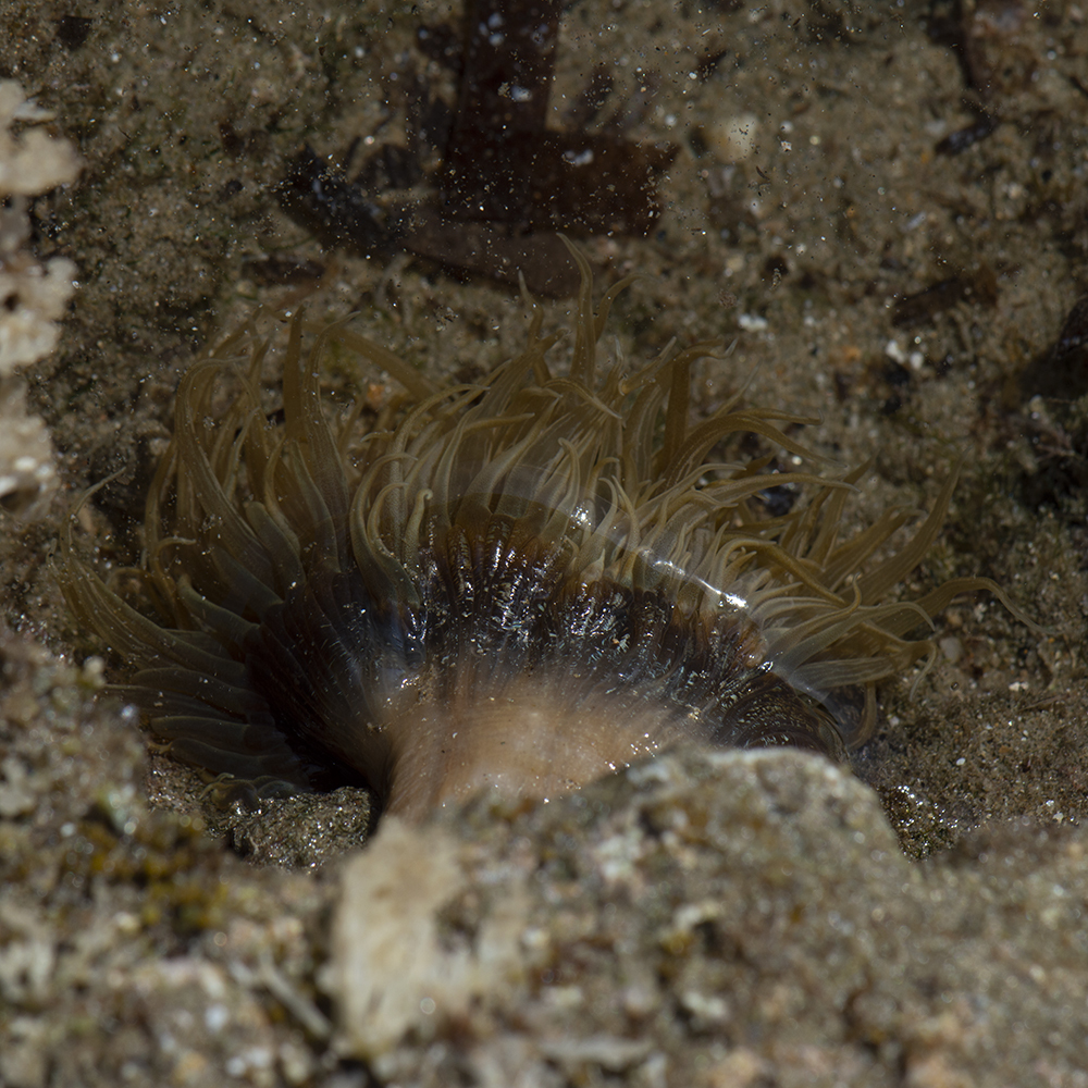 Couch's Trumpet Anemone from Attica, Greece on March 13, 2021 at 12:23 ...