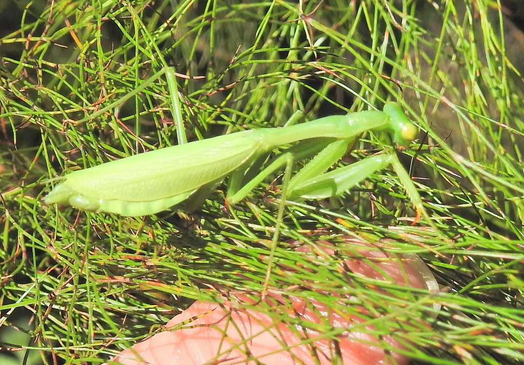 South African Mantis from Garden Route Botanical Garden on March 23 ...