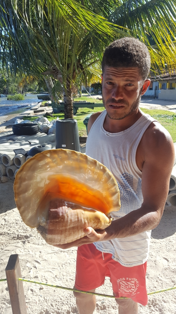 Goliath conch from Cairu - State of Bahia, 45420-000, Brazil on March ...