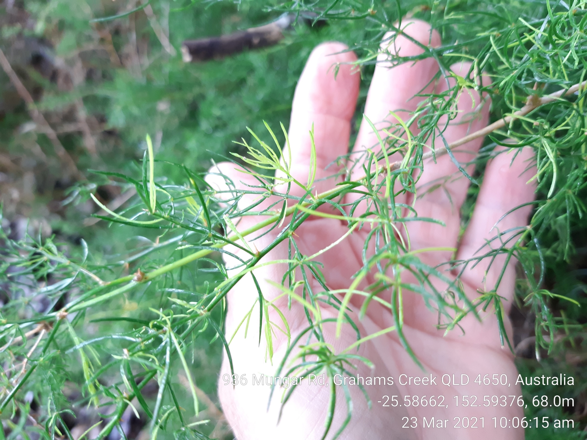 Asparagus racemosus Willd.