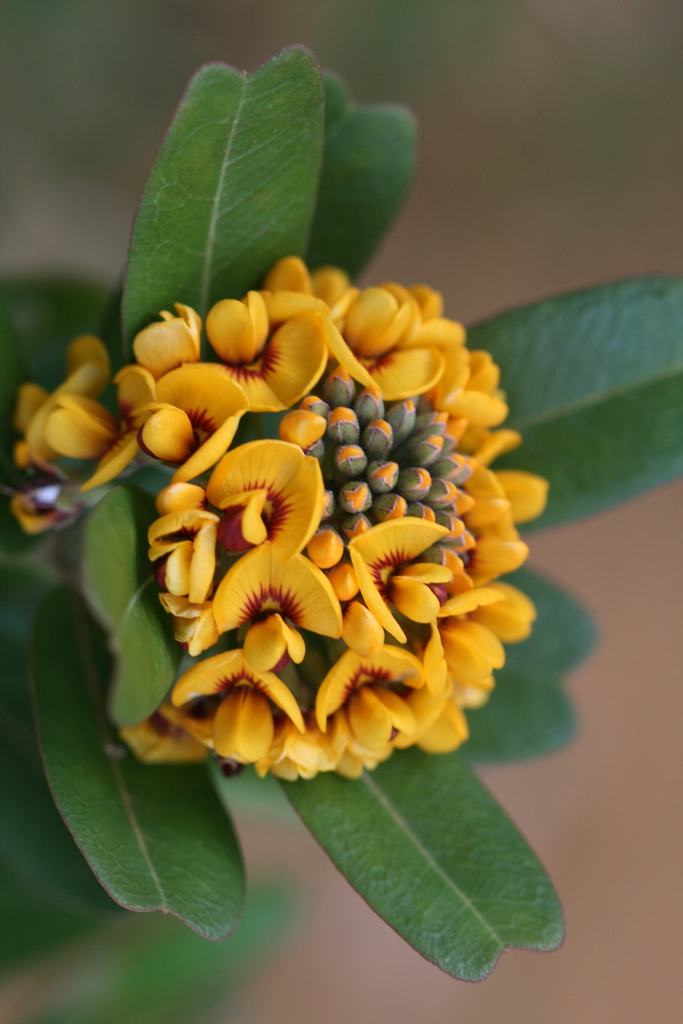 (Faboideae) - Botanical Realm