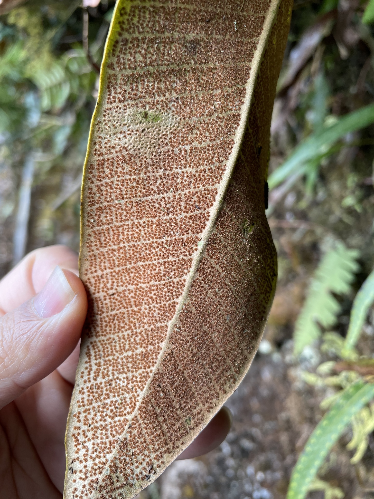Pyrrosia sheareri (Baker) Ching