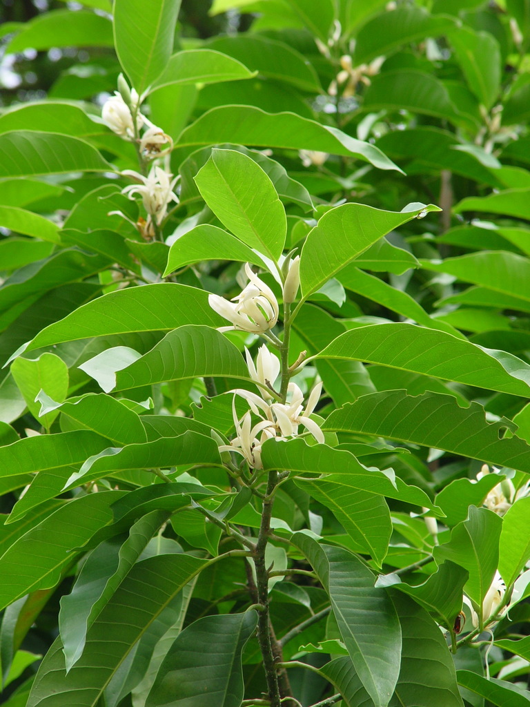 White Champaca (Magnolia × alba) - Botanical Realm