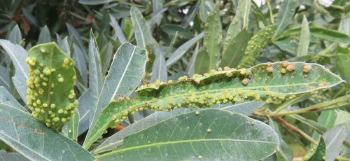 Ectomerus systenus · iNaturalist