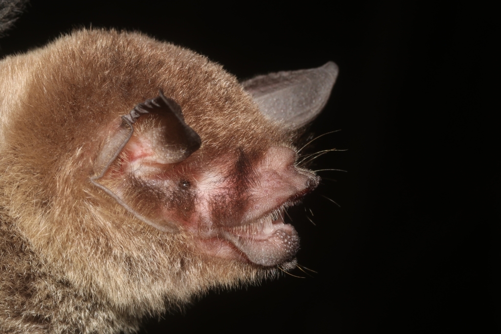 Mesoamerican Common Mustached Bat from Mérida, Yuc., México on March 22 ...