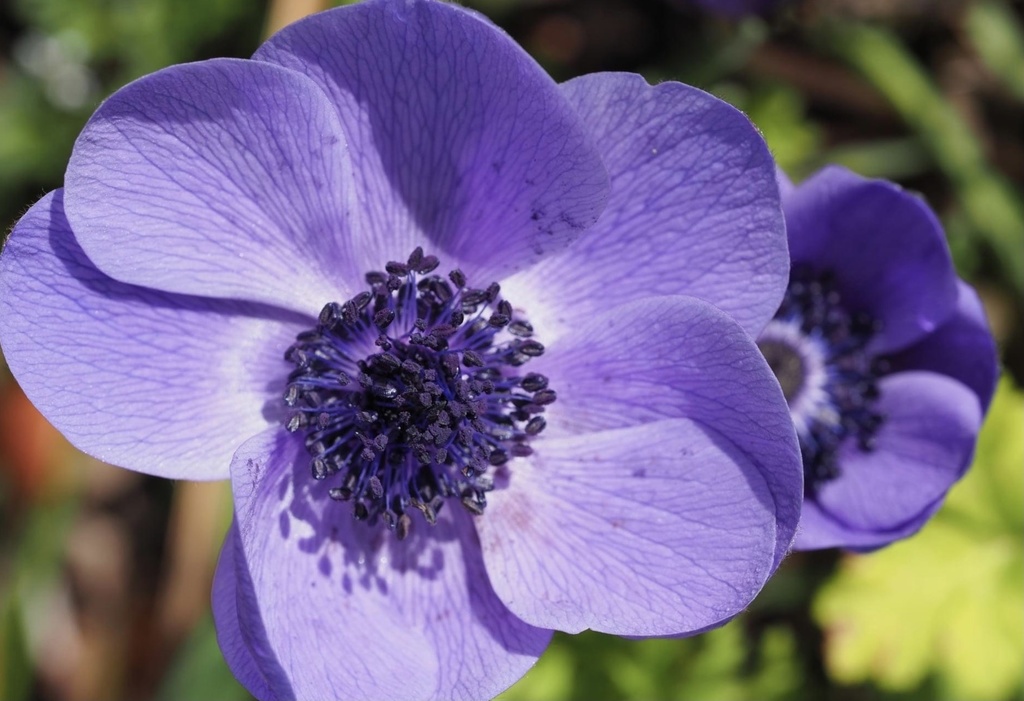 anemones and allies from SE 279th Pl, Covington, WA, US on March 23 ...