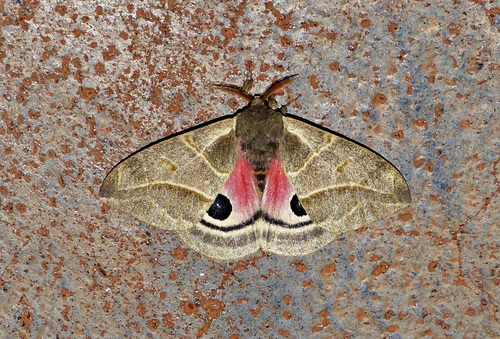 Molippa cruenta · iNaturalist