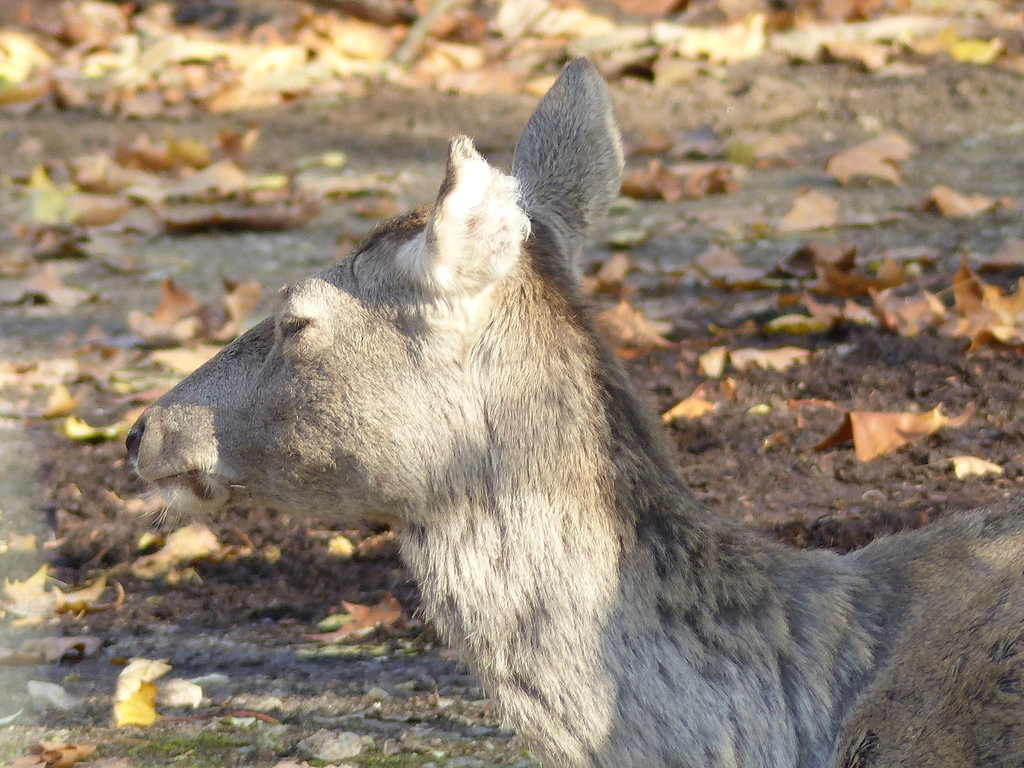 Bactrian Deer (Cervus hanglu yarkandensis) - Know Your Mammals