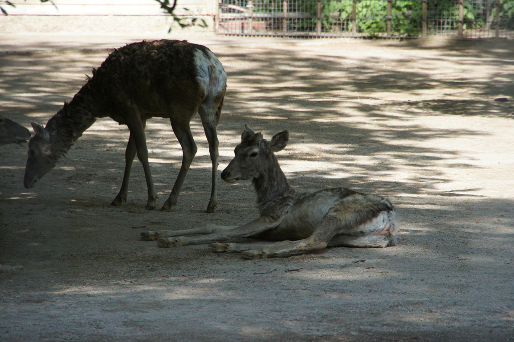 Bactrian Deer (Cervus hanglu yarkandensis) - Know Your Mammals