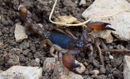 Subfamily Scorpioninae · iNaturalist
