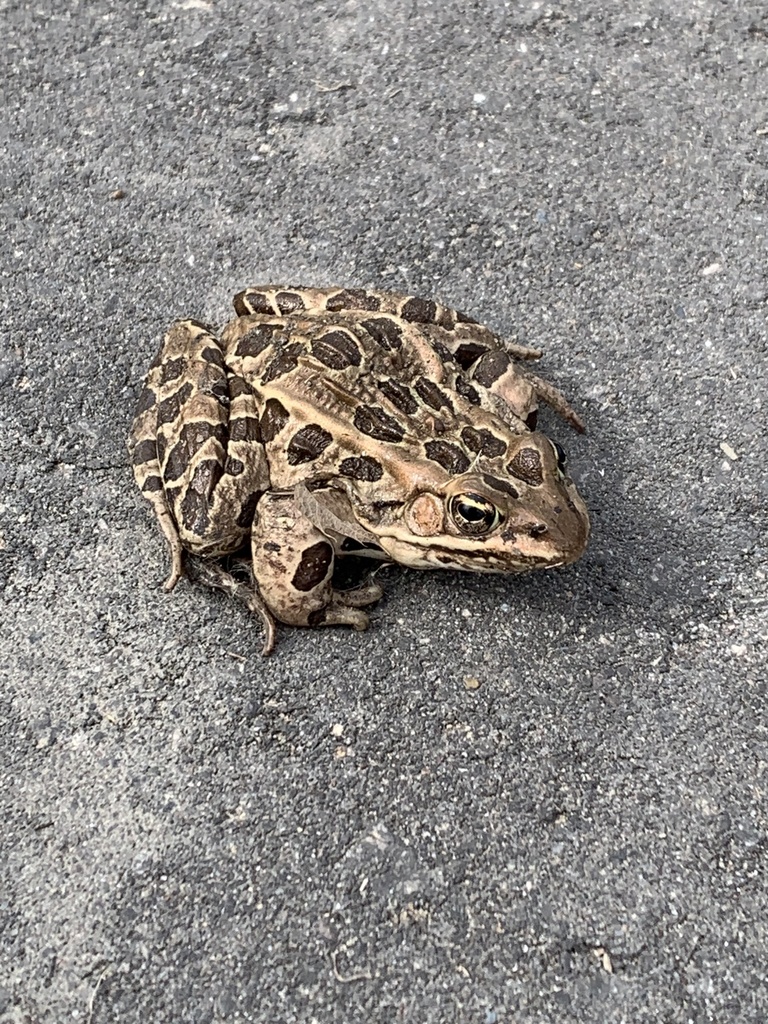 Northern Leopard Frog from Belle Isle Park, Detroit, MI, US on March 23 ...