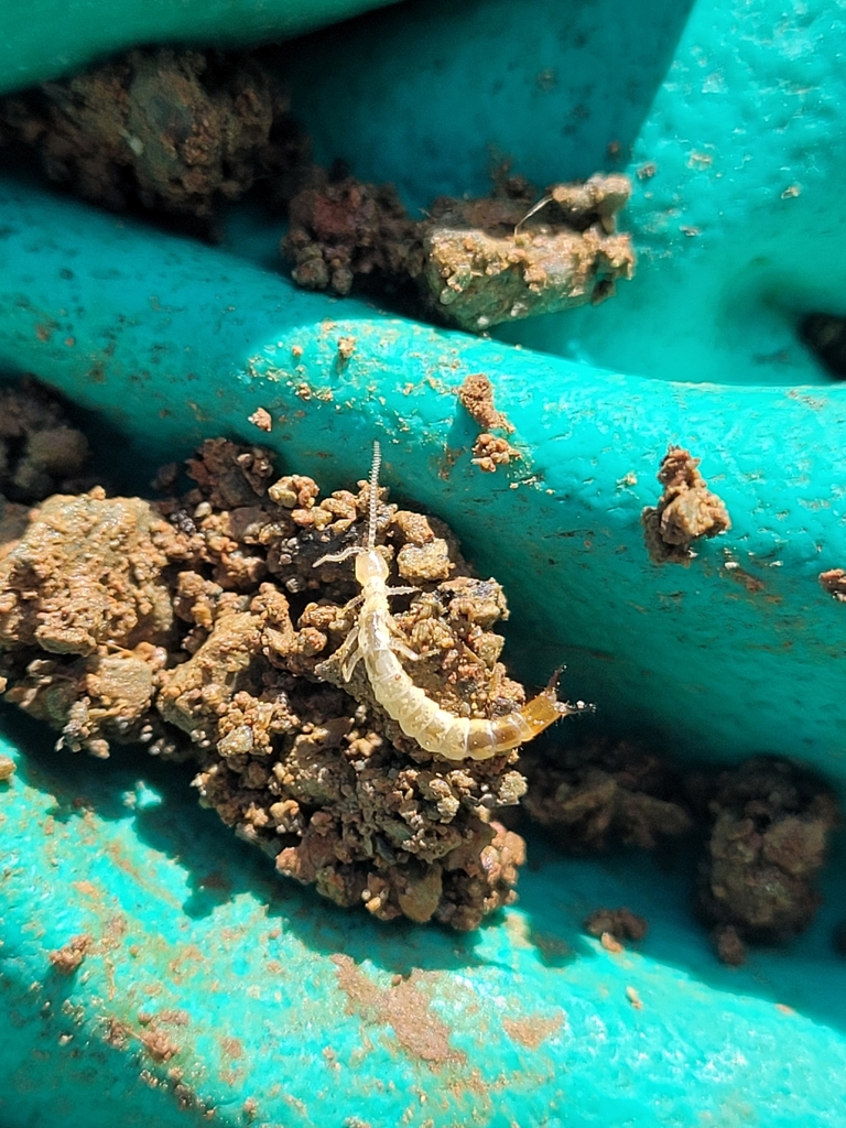 Japygidae in March 2021 by Mark Leppin. Found in moist, gravelly ...