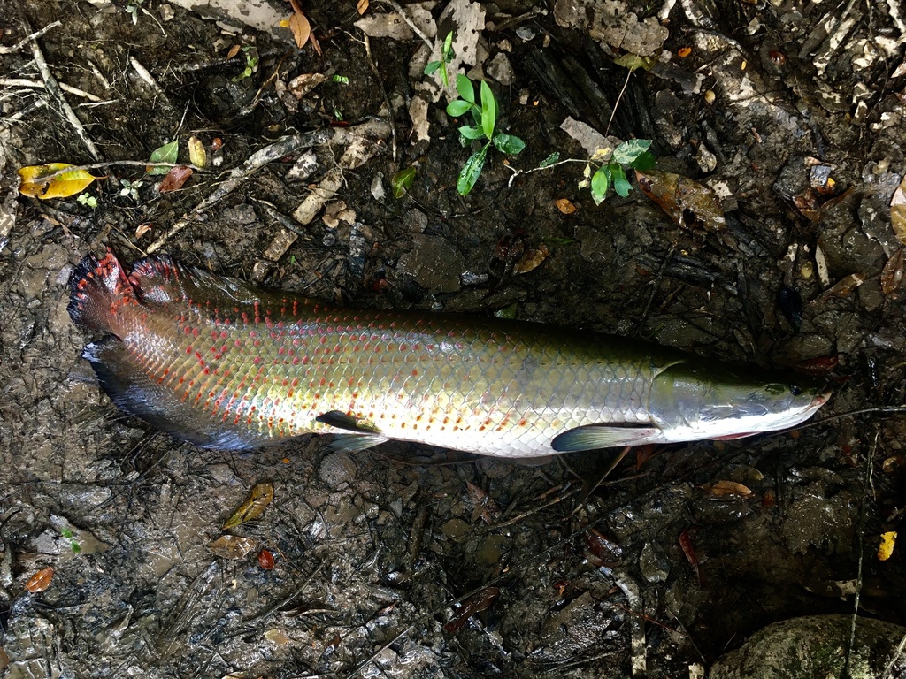 Giant arapaima (Arapaima gigas) - Marine Life Identification