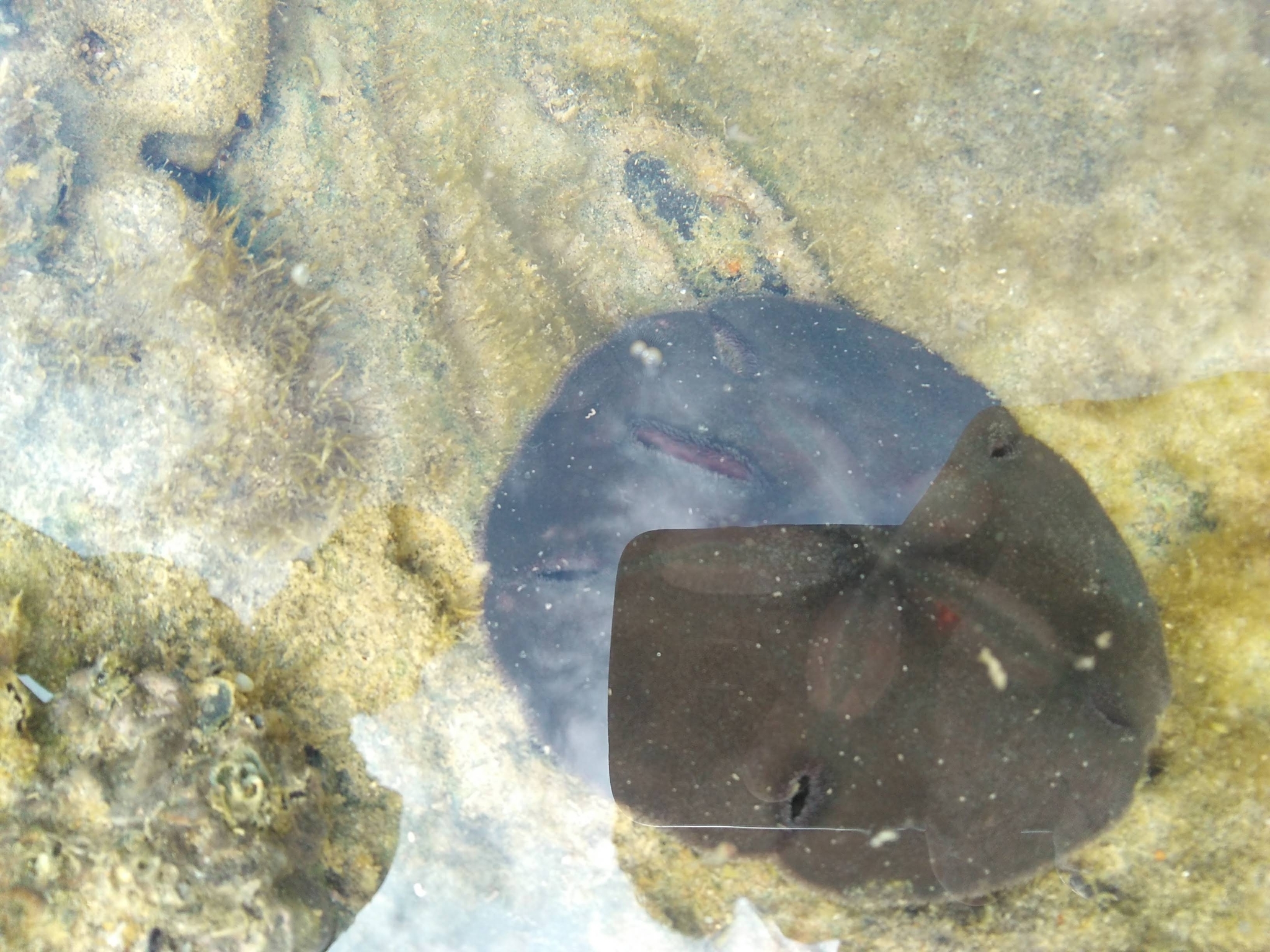 Encope emarginata (Leske, 1778)