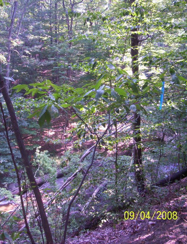 American chestnut in September 2008 by Chuck Thomas. a healthy sapling ...