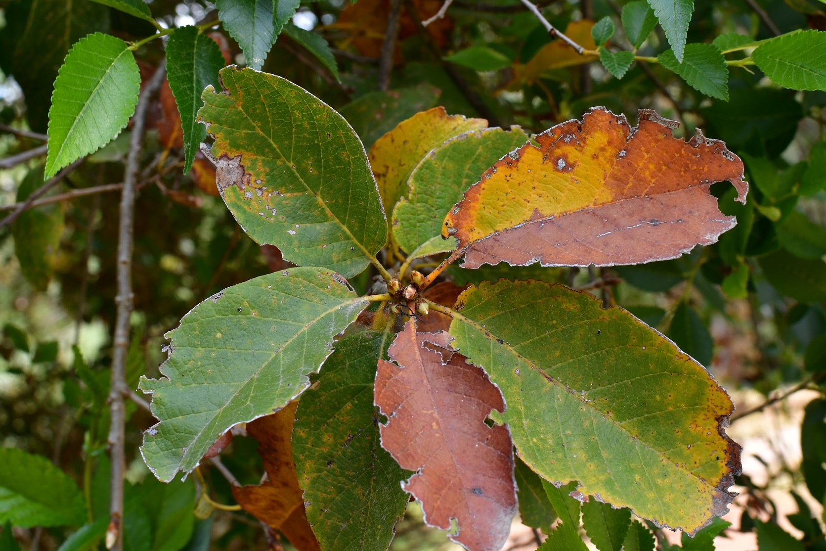 Quercus polymorpha Schltdl. & Cham.