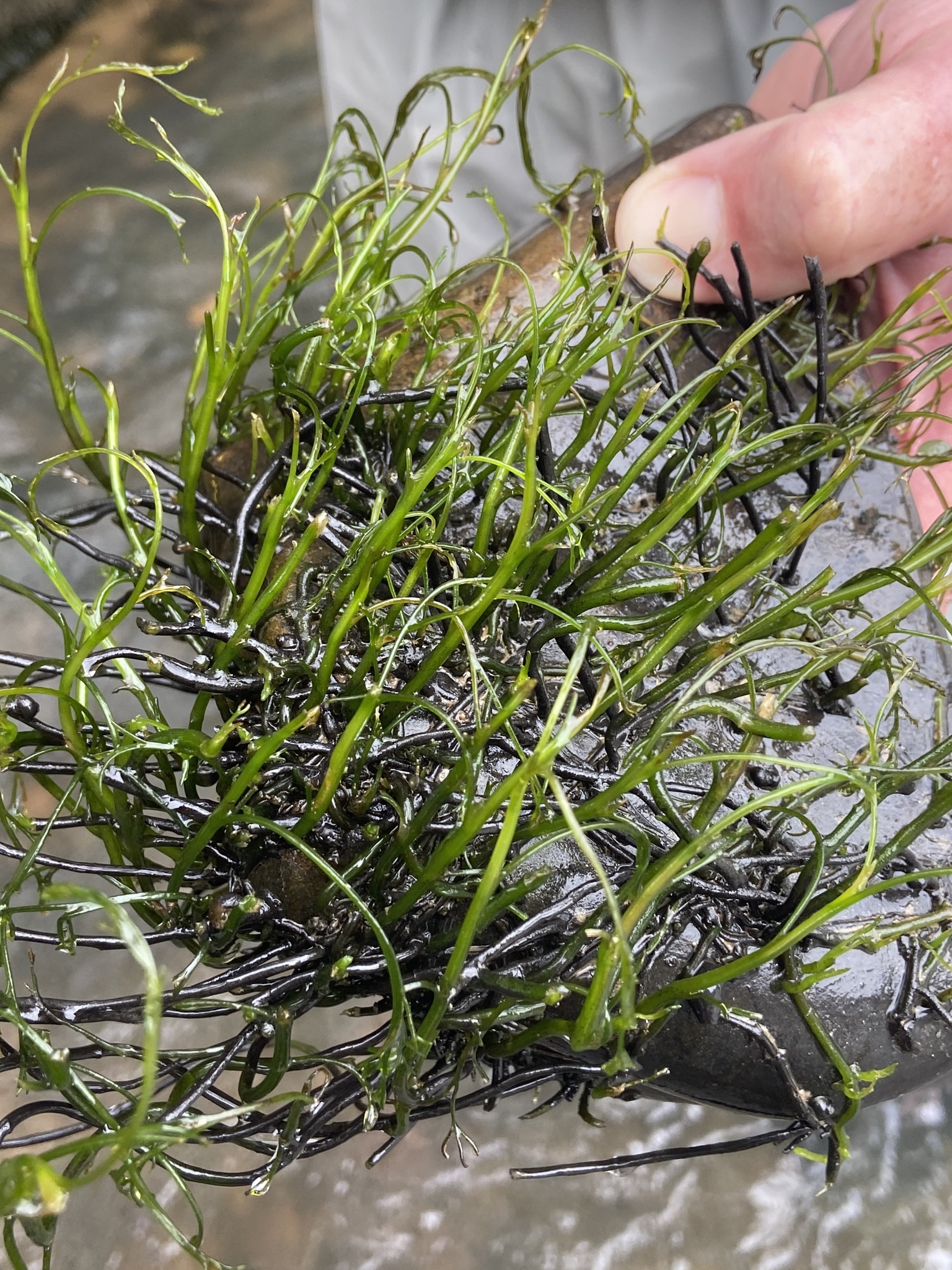 Podostemum ceratophyllum Michx.