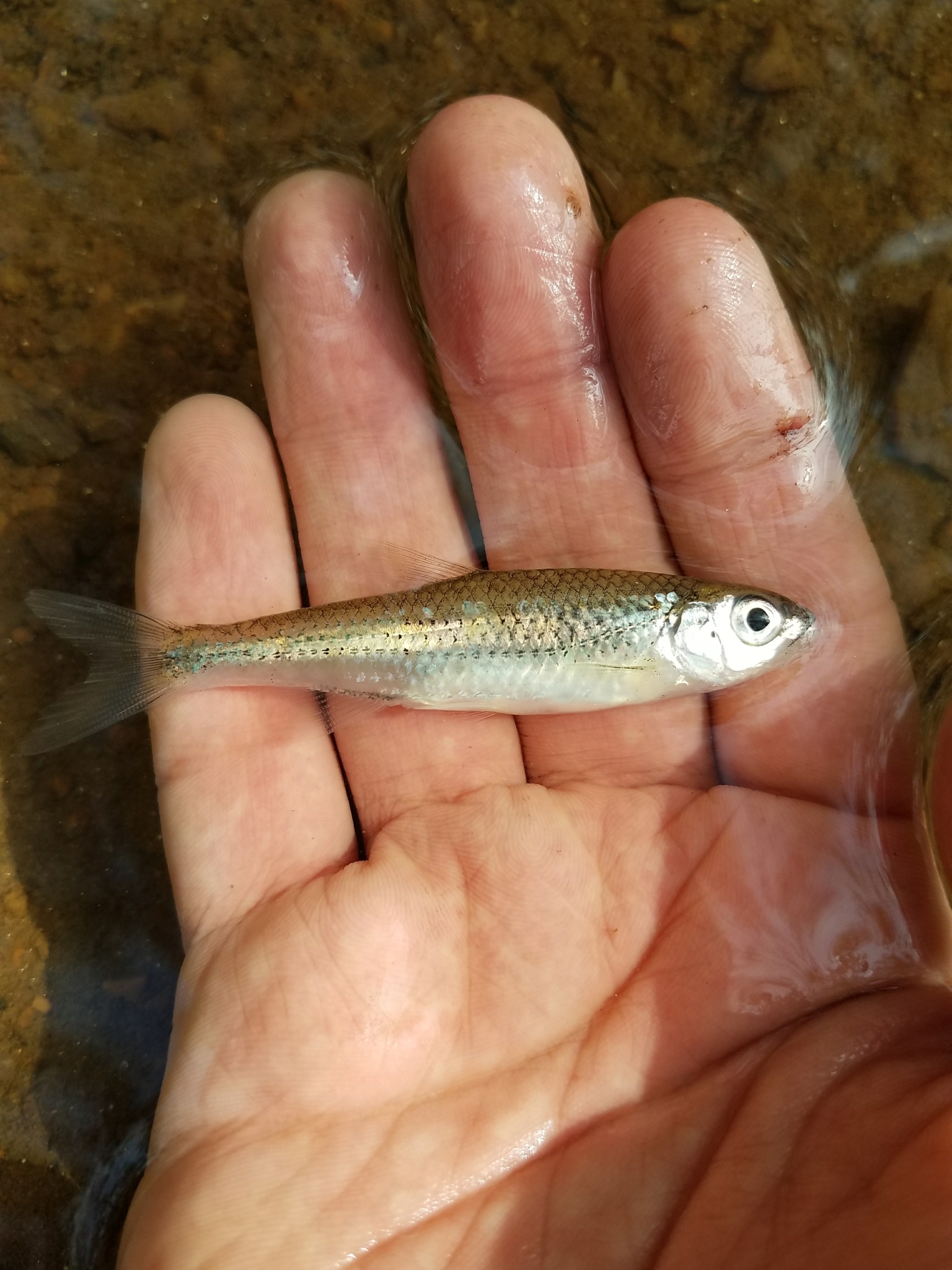 Notropis scepticus (Jordan & Gilbert, 1883)