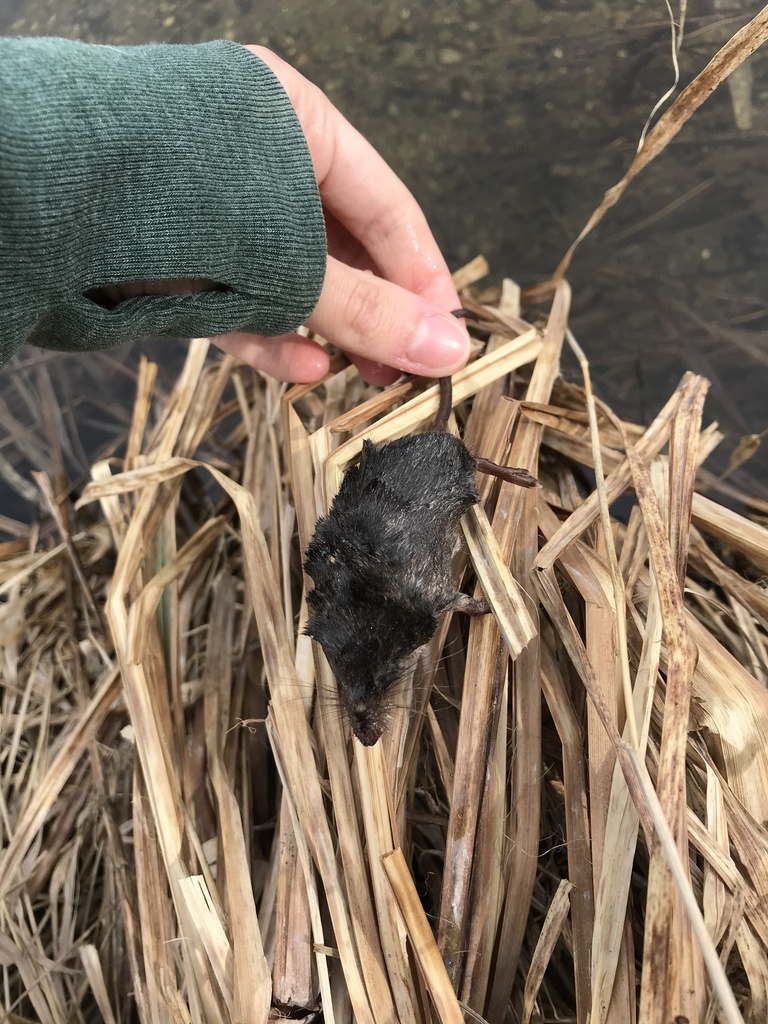 Eastern Water Shrew (Sorex albibarbis) - Know Your Mammals