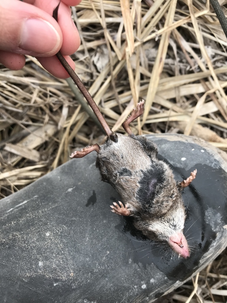 Eastern Water Shrew (Sorex albibarbis) - Know Your Mammals