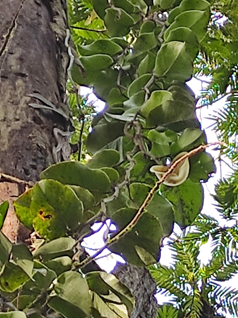Monstera tuberculata from Provincia de Alajuela, San Carlos, Costa Rica ...