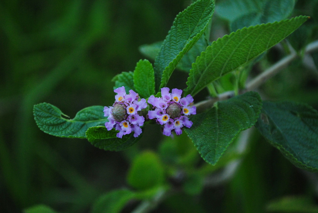 Bushy Lippia from Vicente López, Provincia de Buenos Aires, Argentina ...