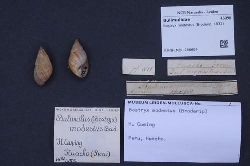 Bostryx modestus · iNaturalist