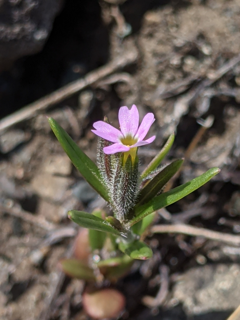Microsteris (Polemoniaceae (Phlox) of the Pacific Northwest) · iNaturalist