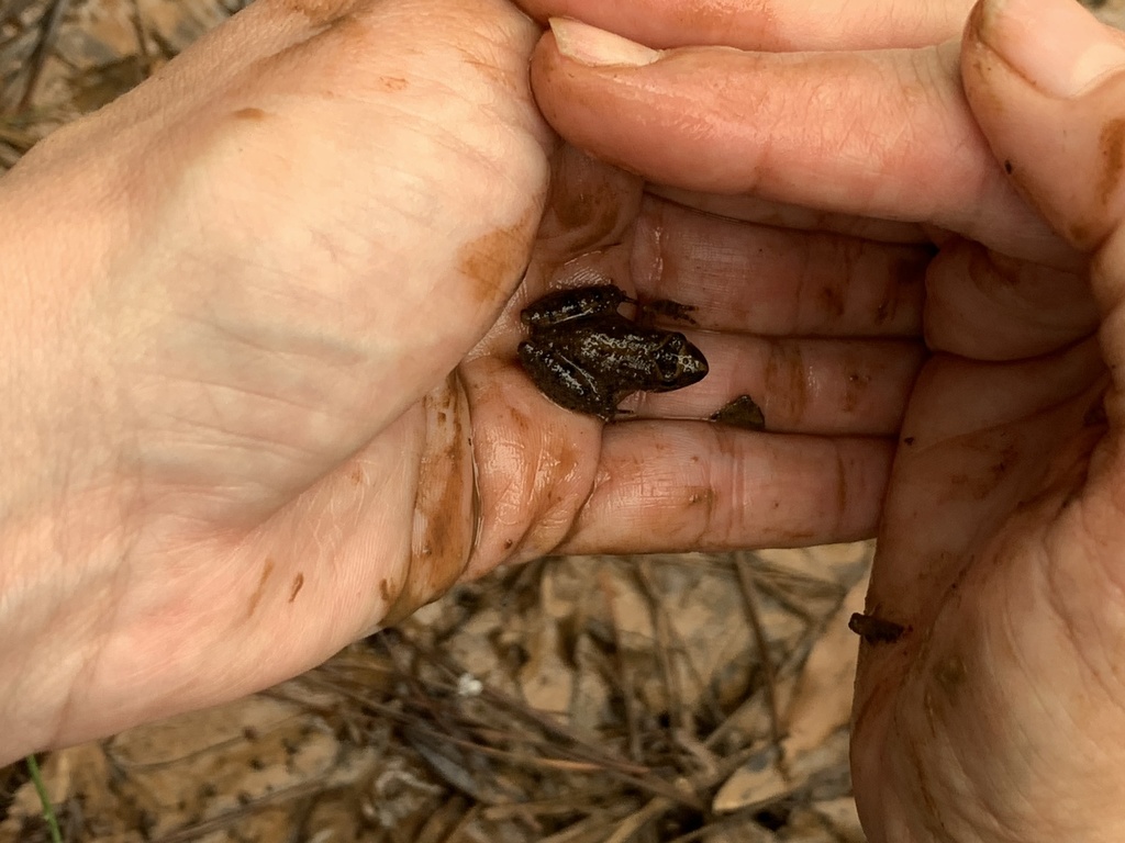 Northern Cricket Frog from Lake Crabtree County Park, Cary, NC, US on ...