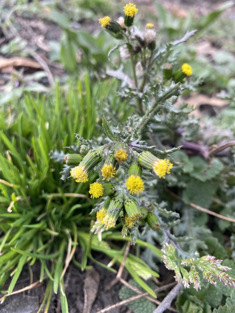common groundsel from Manhattan, New York, NY, US on March 23, 2021 at ...