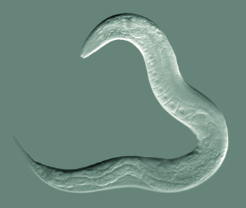 Nematodes (Roundworms) (ACC common pond water sample organisms ...