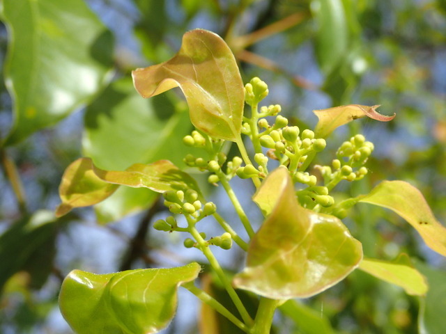 Camphor Tree (Cinnamomum camphora) - Botanical Realm