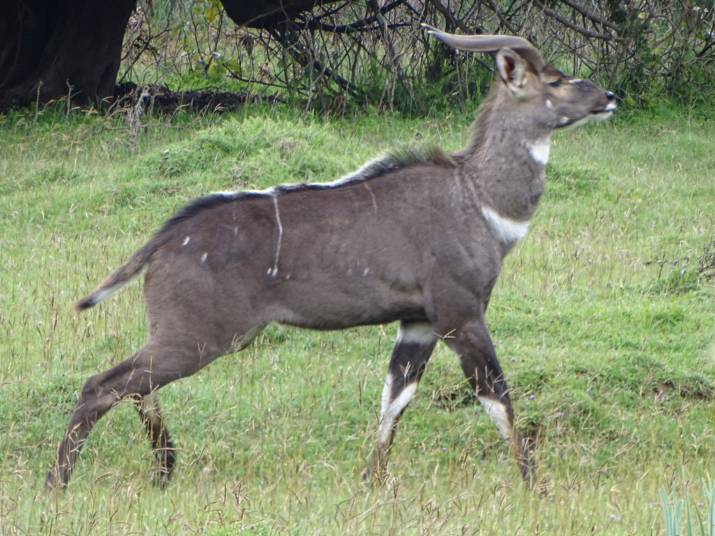 Spiral-horned Antelopes (Tragelaphus) - Know Your Mammals