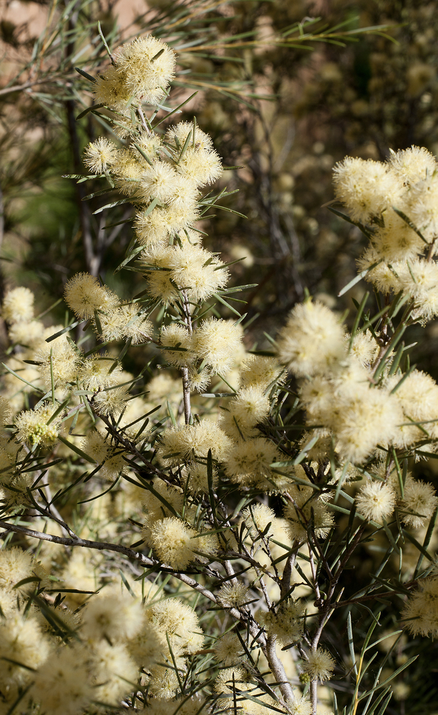 wattles from Hugh NT 0872, Australia on December 04, 2010 at 01:51 PM ...