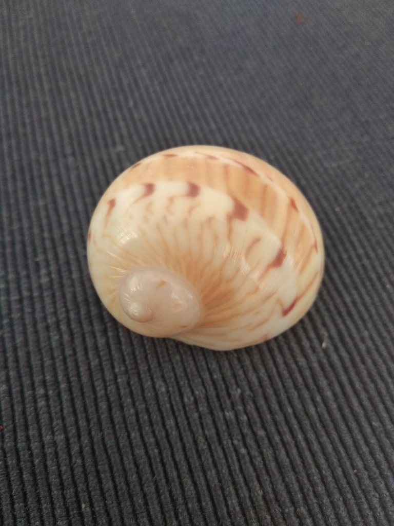 Colorful Moon Snail from Ciego de Ávila, Cuba on June 6, 2018 by Thomas ...