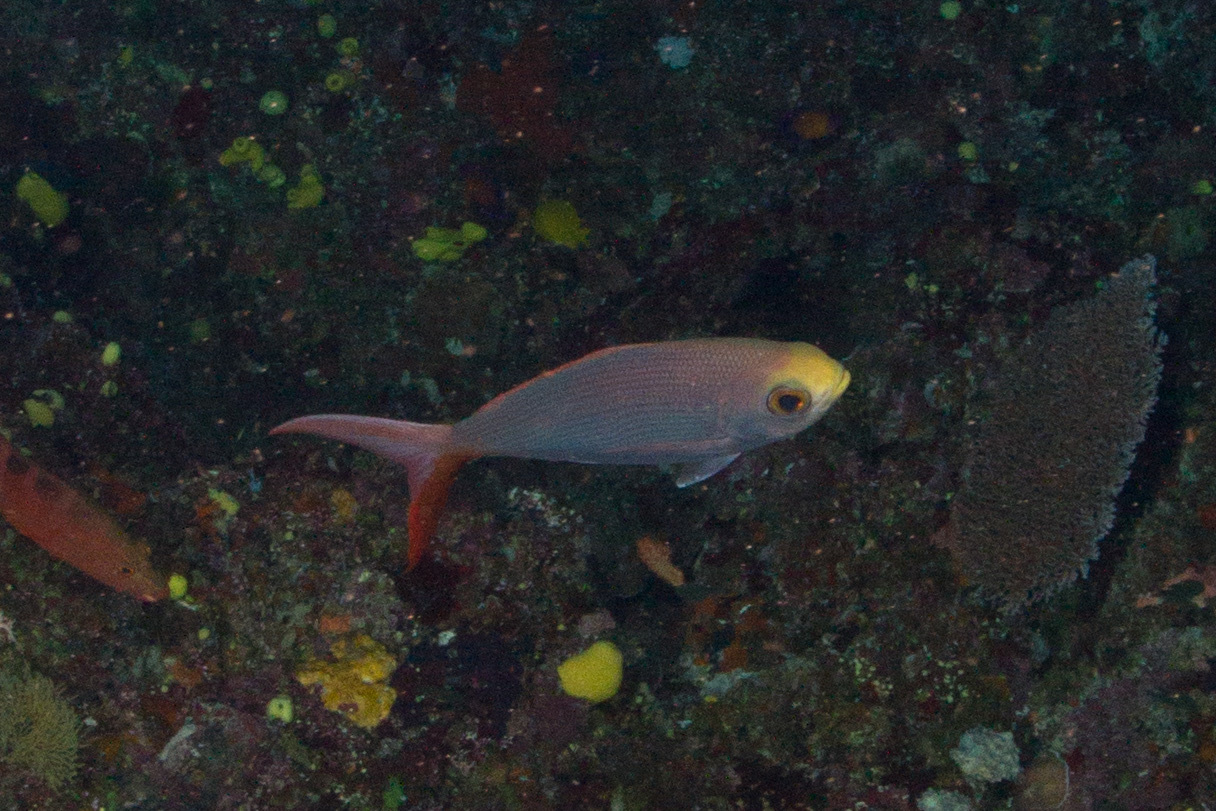 Paracaesio sordida Abe & Shinohara, 1962