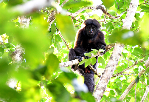 Uta Hick's Bearded Saki (Chiropotes utahicki) · iNaturalist United Kingdom