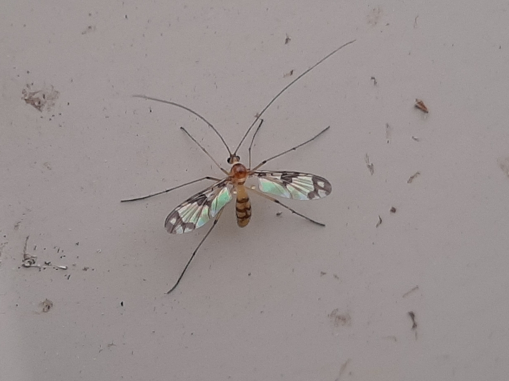 Macrocera from Dentsville, SC, USA on March 23, 2021 at 06:10 PM by Ken ...